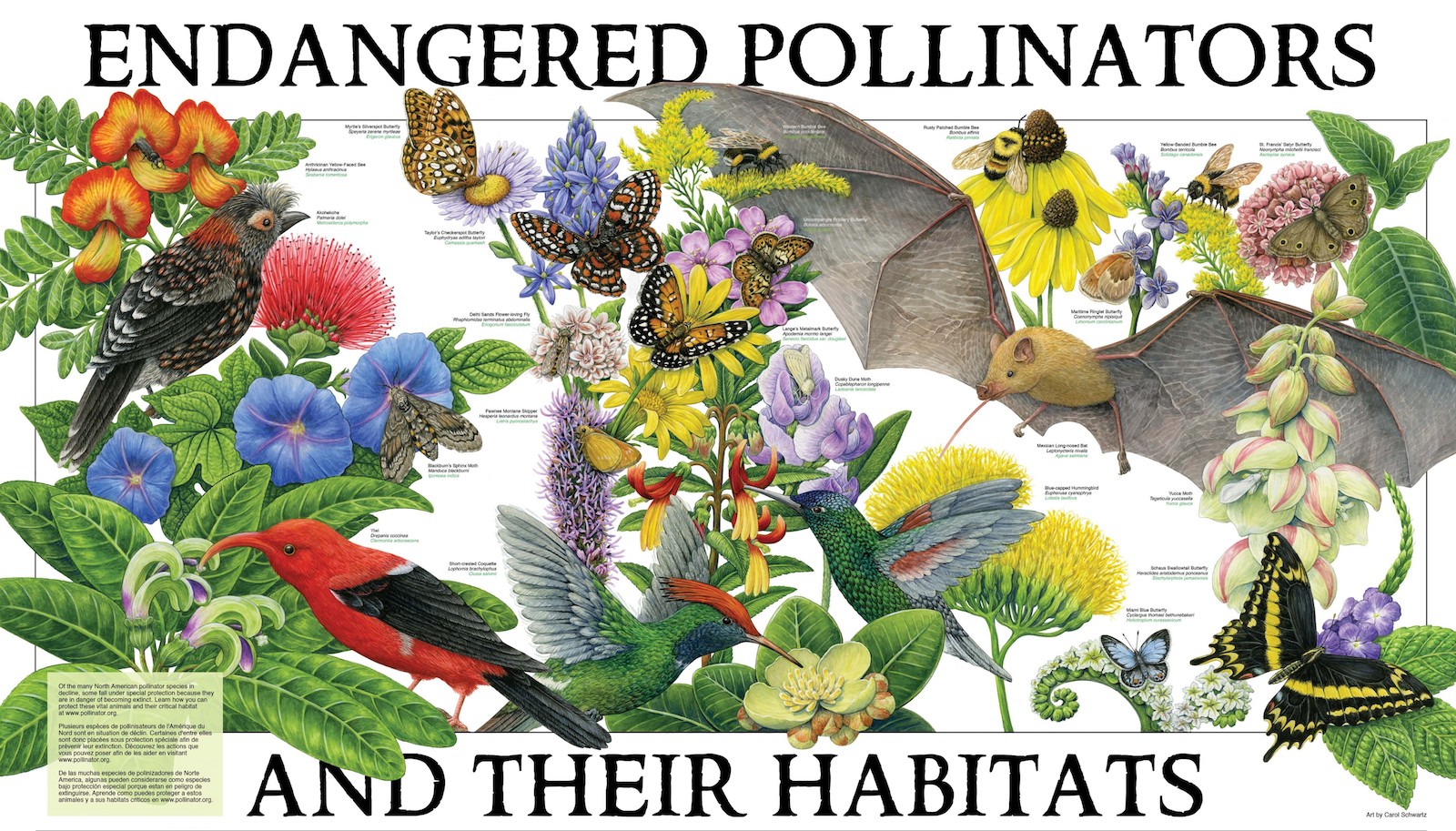 Rounds Supports Pollinator Highways – Dakota Free Press